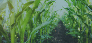 Best Online Agriculture Degrees for 2021 - Online Schools Report